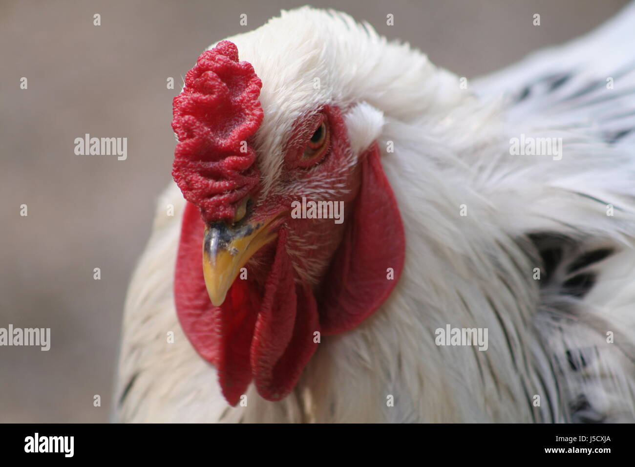 bird animals agriculture farming pets birds poultry farm chicken ...