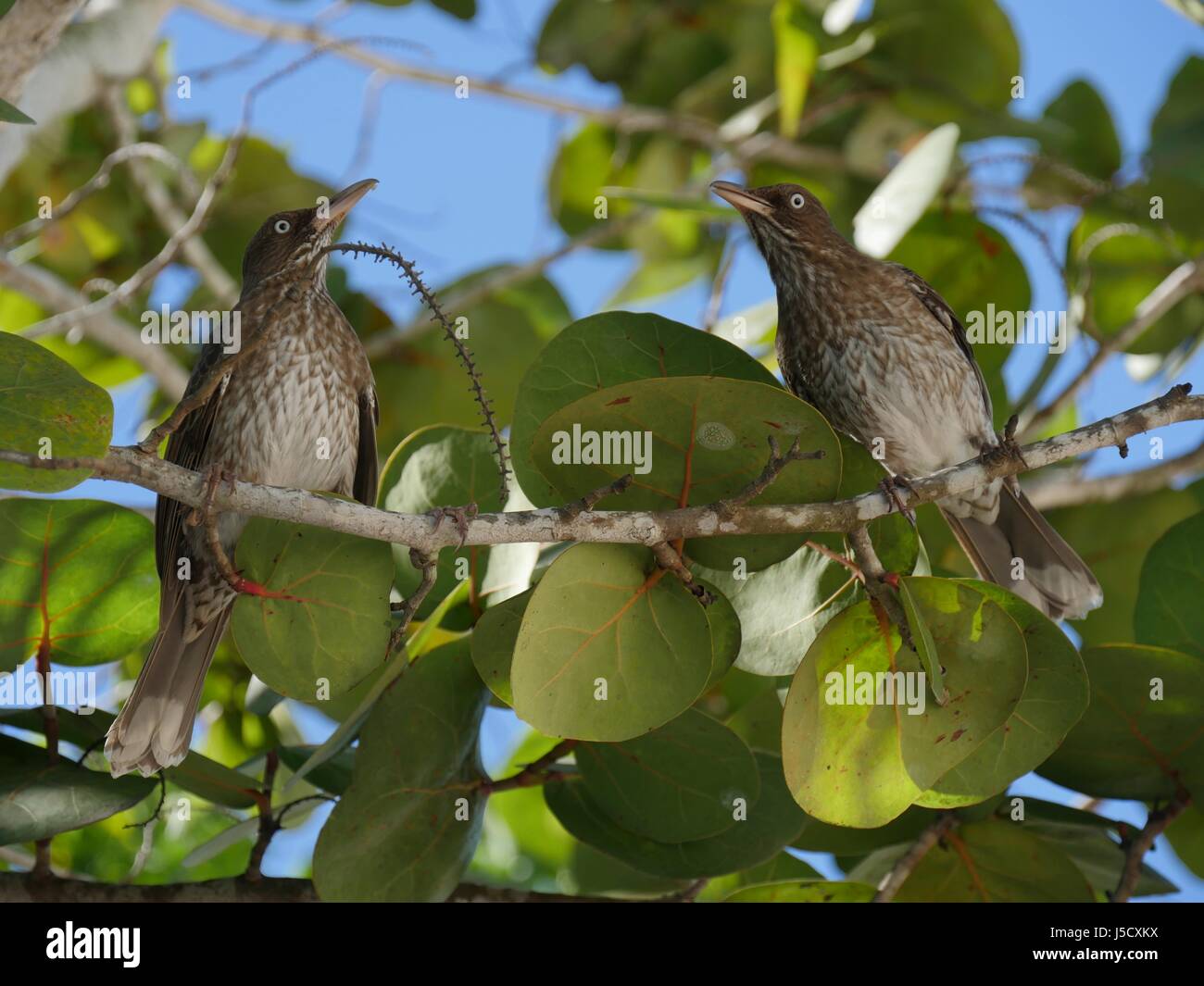 Two birds perch on a tree branch Stock Photo - Alamy