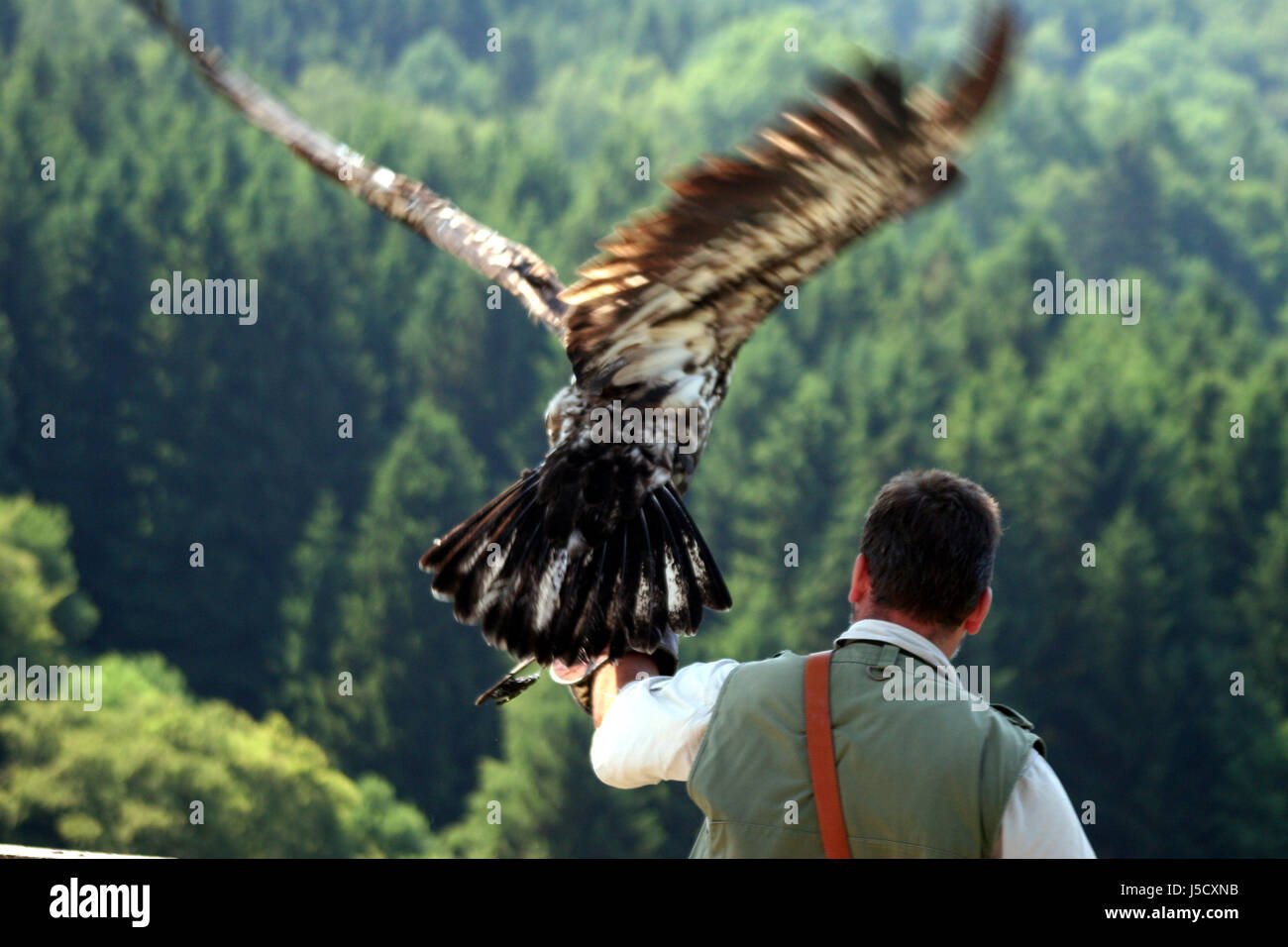 flight bird hunter birds raptor glove hunt feathers claws eagle ...