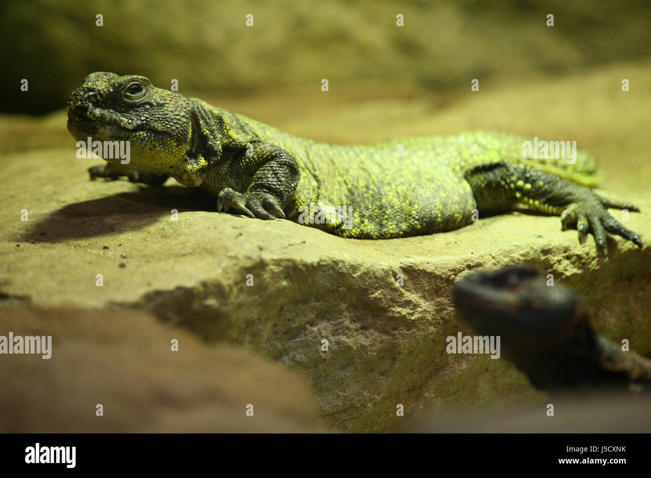 Vernderliche dornschwanzagame hi-res stock photography and images - Alamy