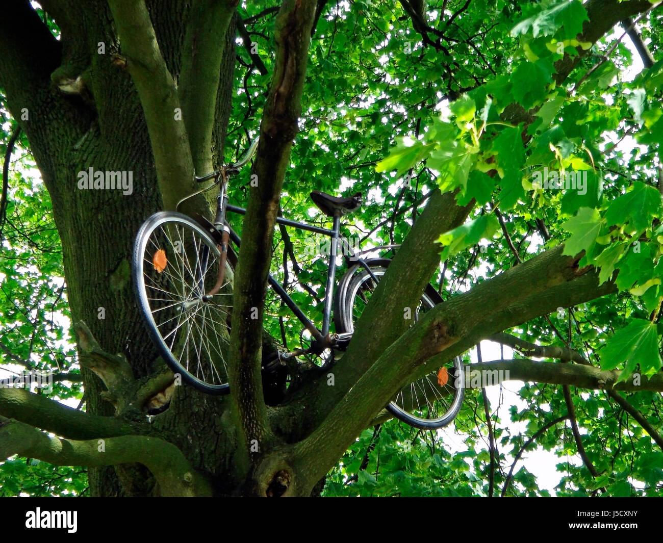 tree wheel leaves wheels branch save hide hidden saddle high steal head ...