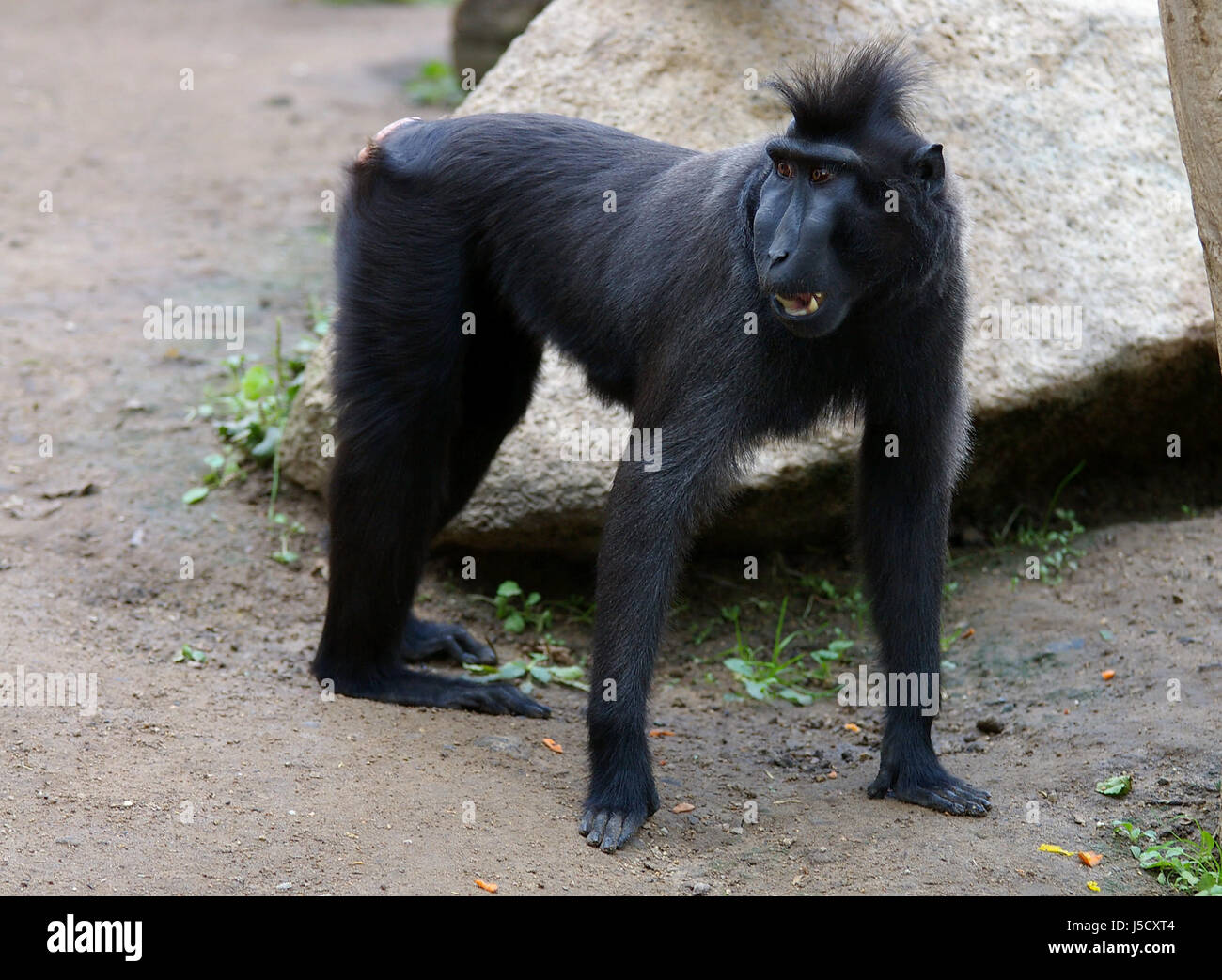 monkey indonesia apes primates rainforest rain forest altweltaffen ...