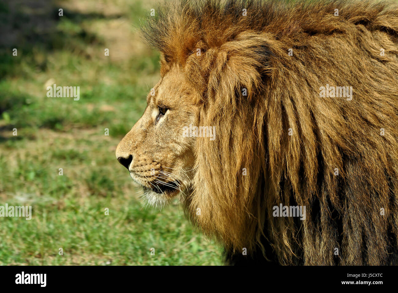 shine shines bright lucent light serene luminous mammal animals lion ...