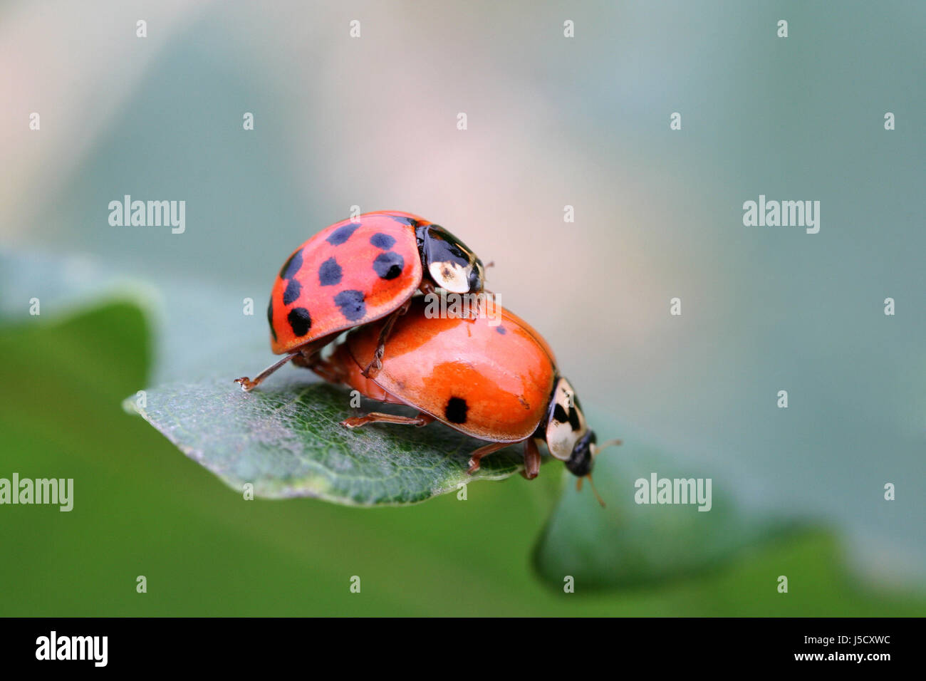 macro close-up macro admission close up view animal scrabble crawling ...