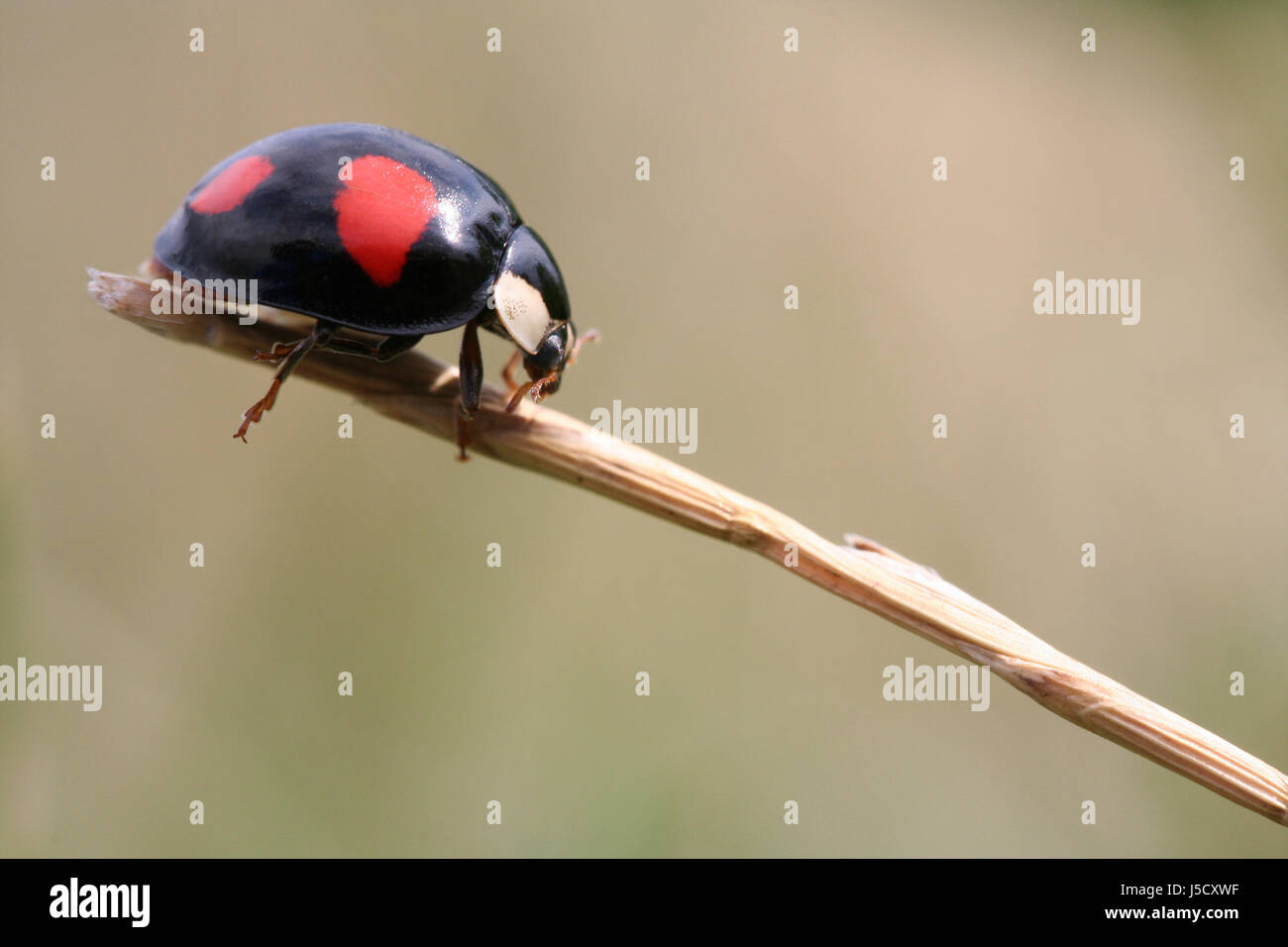macro close-up macro admission close up view animal scrabble crawling ...