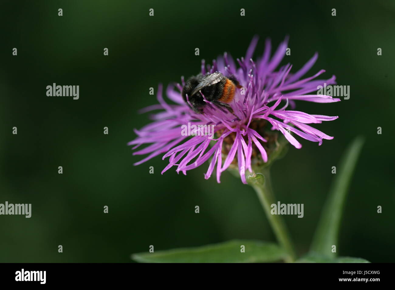 insect flower plant green bumblebee bloom blossom flourish flourishing ...
