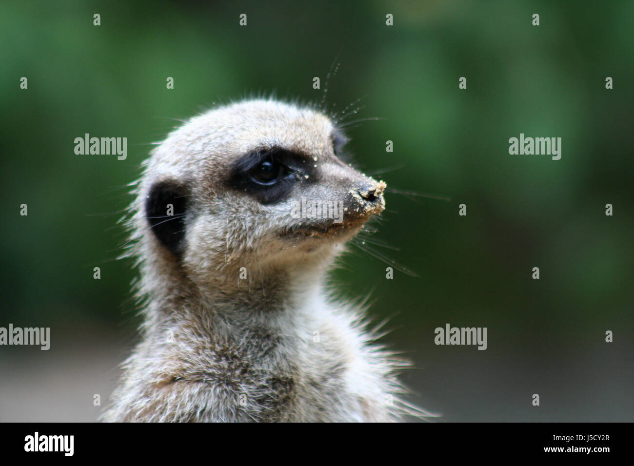 Meerkat sandy nose hi-res stock photography and images - Alamy