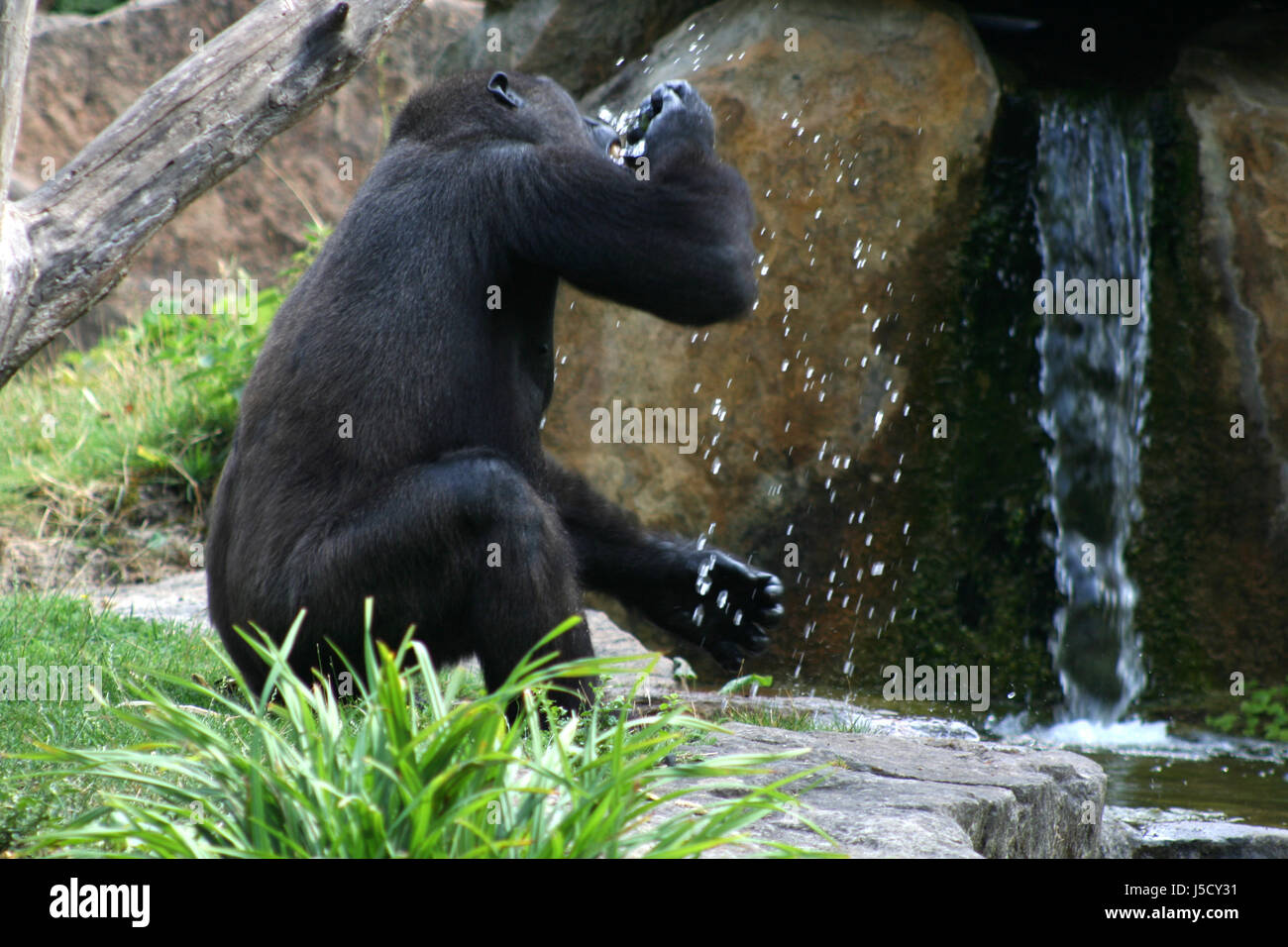 Monkey drinking booze hi-res stock photography and images - Alamy