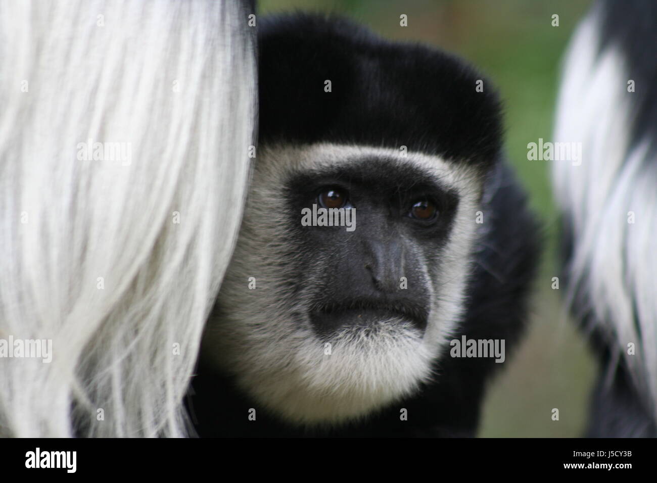 animal africa monkey black swarthy jetblack deep black boring look ...