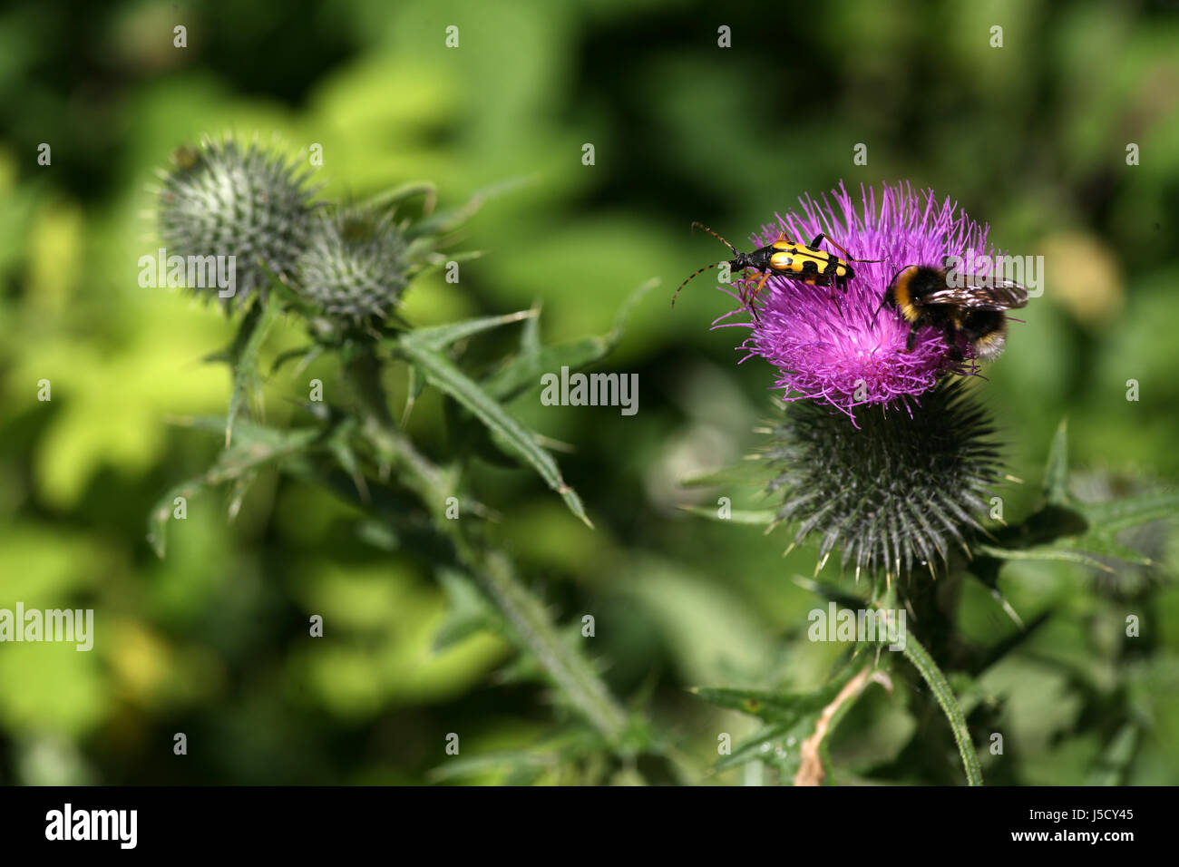 insect flower plant fauna bumblebee bloom blossom flourish flourishing ...