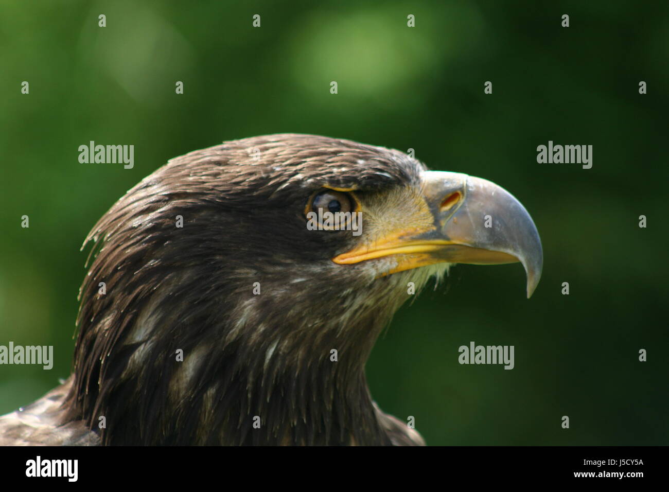 young bald eagle Stock Photo - Alamy