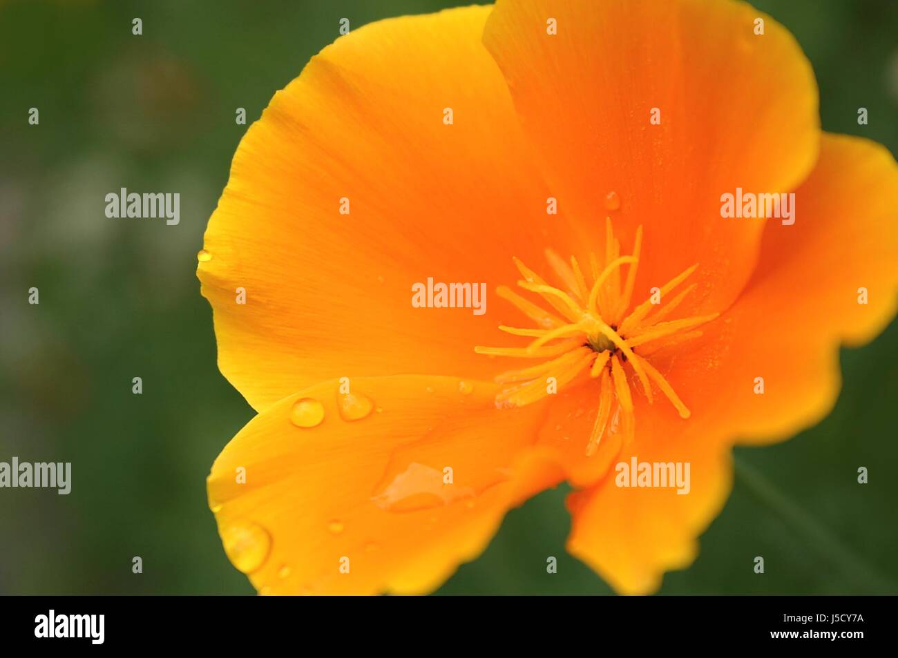 california poppy 01 Stock Photo - Alamy