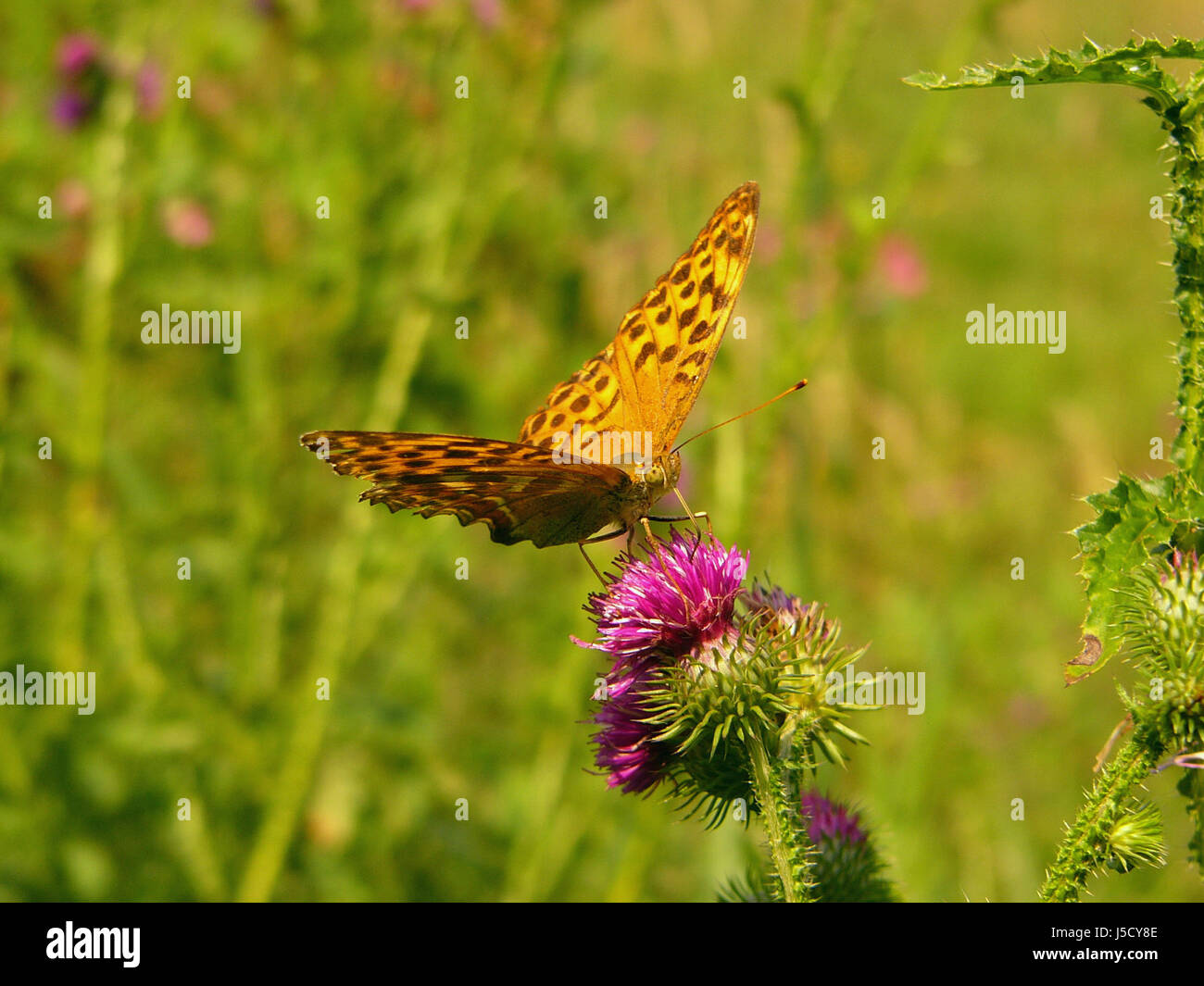 butterfly stream side view meadow kaisermantel argynnis paphia ...