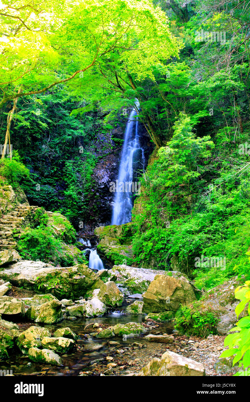 Hinohara forest hi-res stock photography and images - Alamy