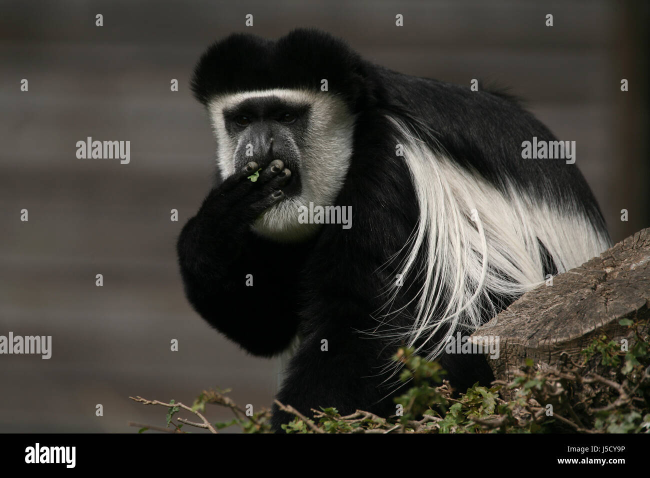 animal africa monkey black swarthy jetblack deep black blank european ...