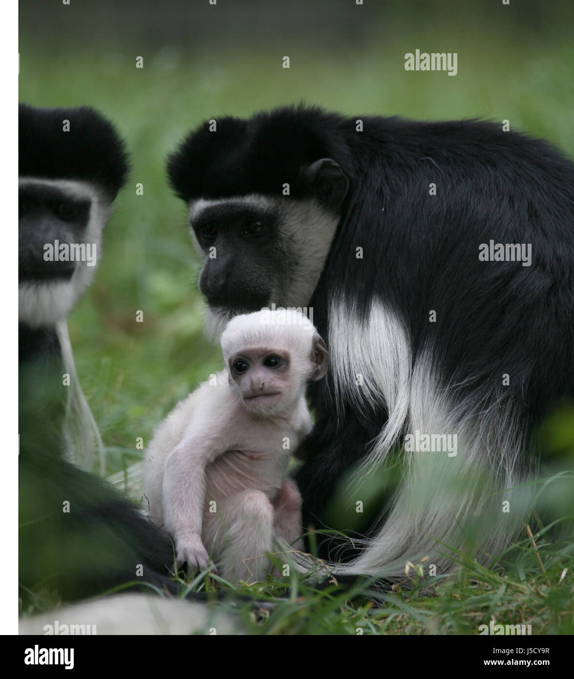 Coat monkeys High Resolution Stock Photography and Images - Alamy