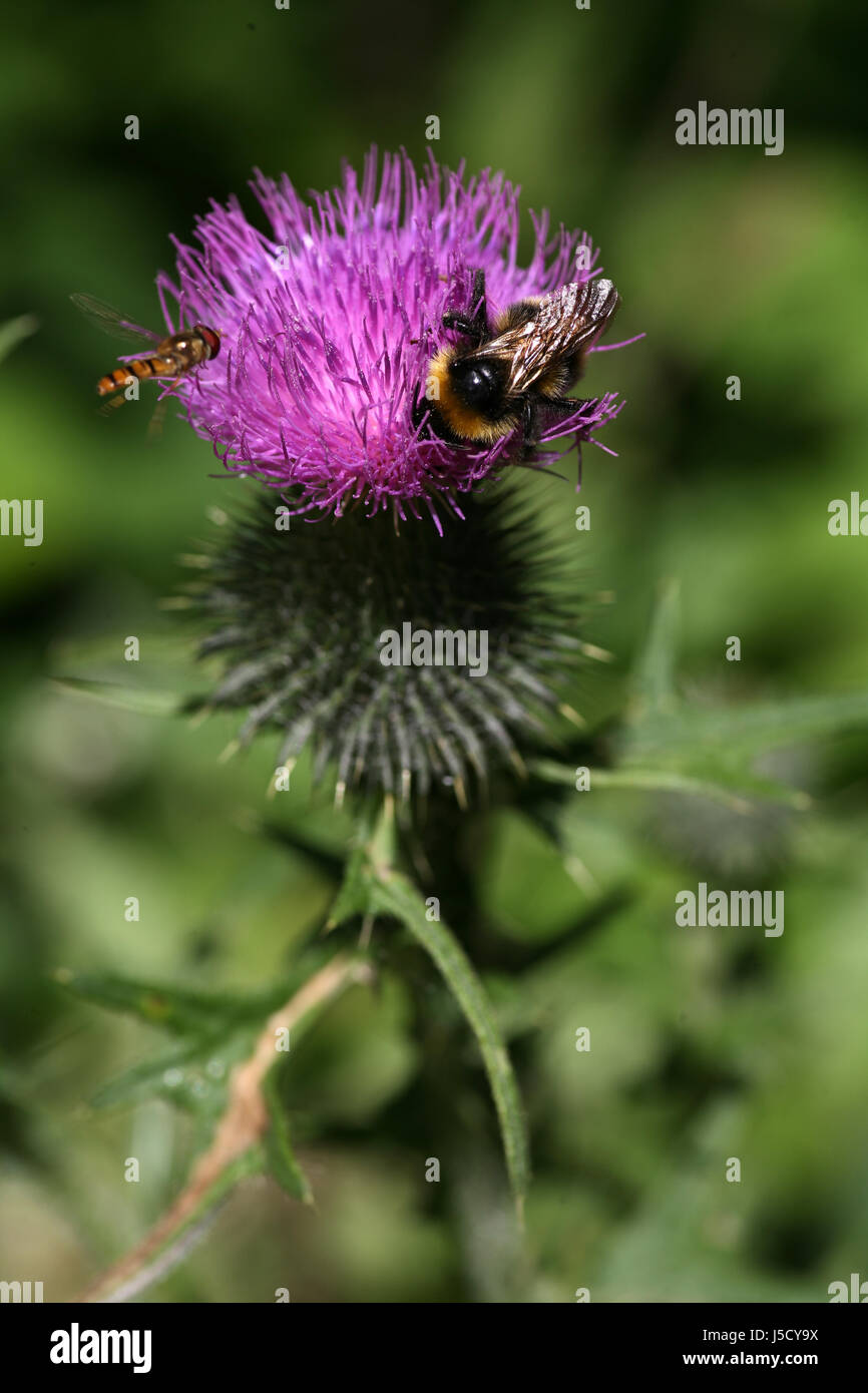 animal insect green bumblebee prickle purple fly violet thistle spiny ...
