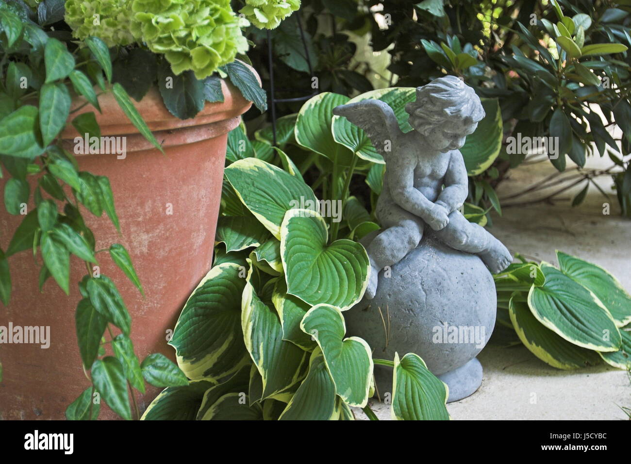at home garden plant stone flower green bloom blossom flourish ...