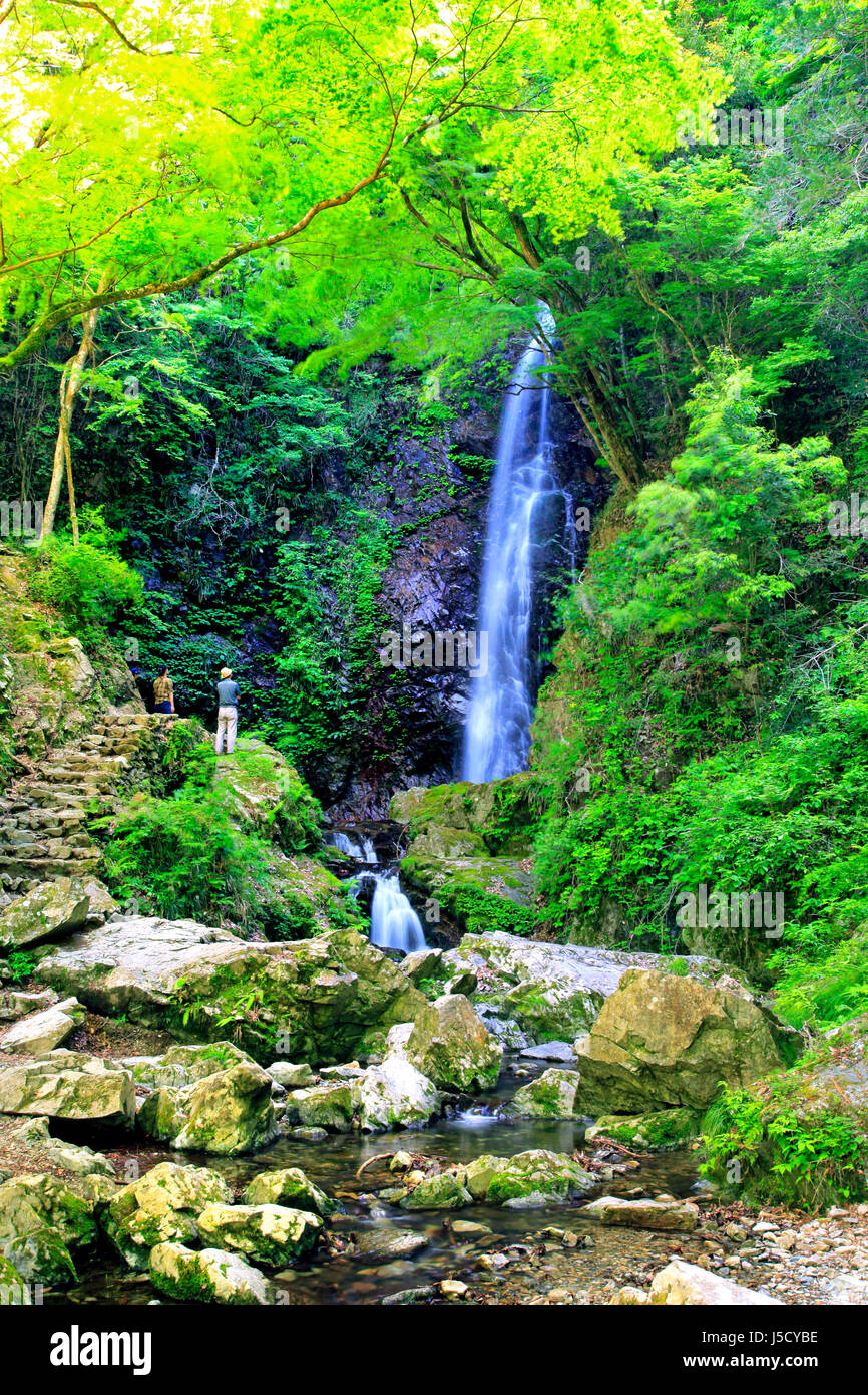 Hinohara forest hi-res stock photography and images - Alamy