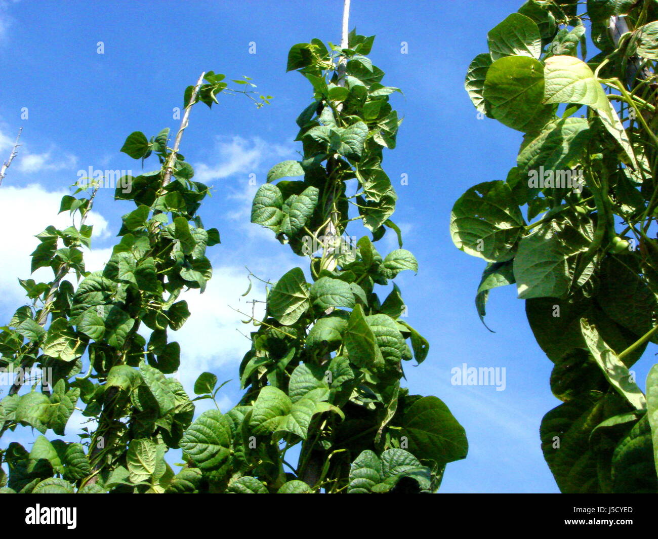 runner beans 2 Stock Photo - Alamy