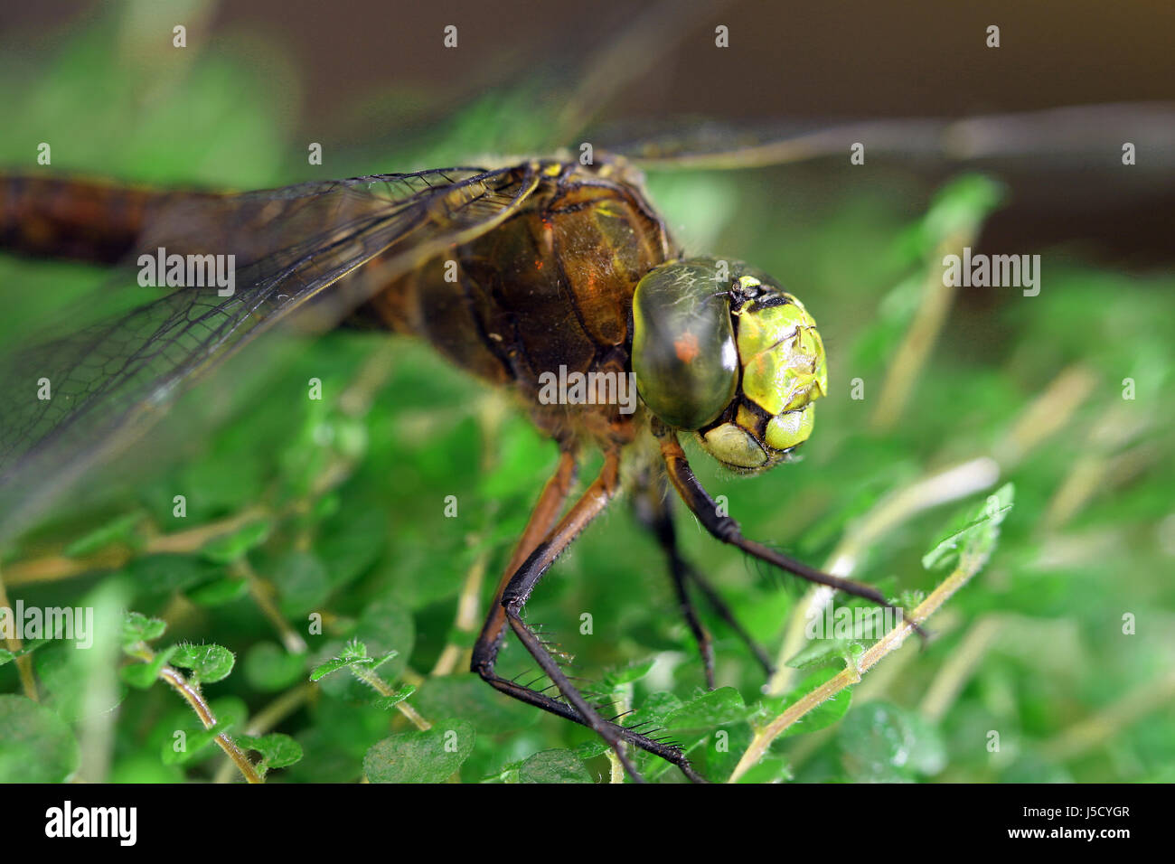 insect green eye organ wing dragonfly nature facetten facettenauge ...
