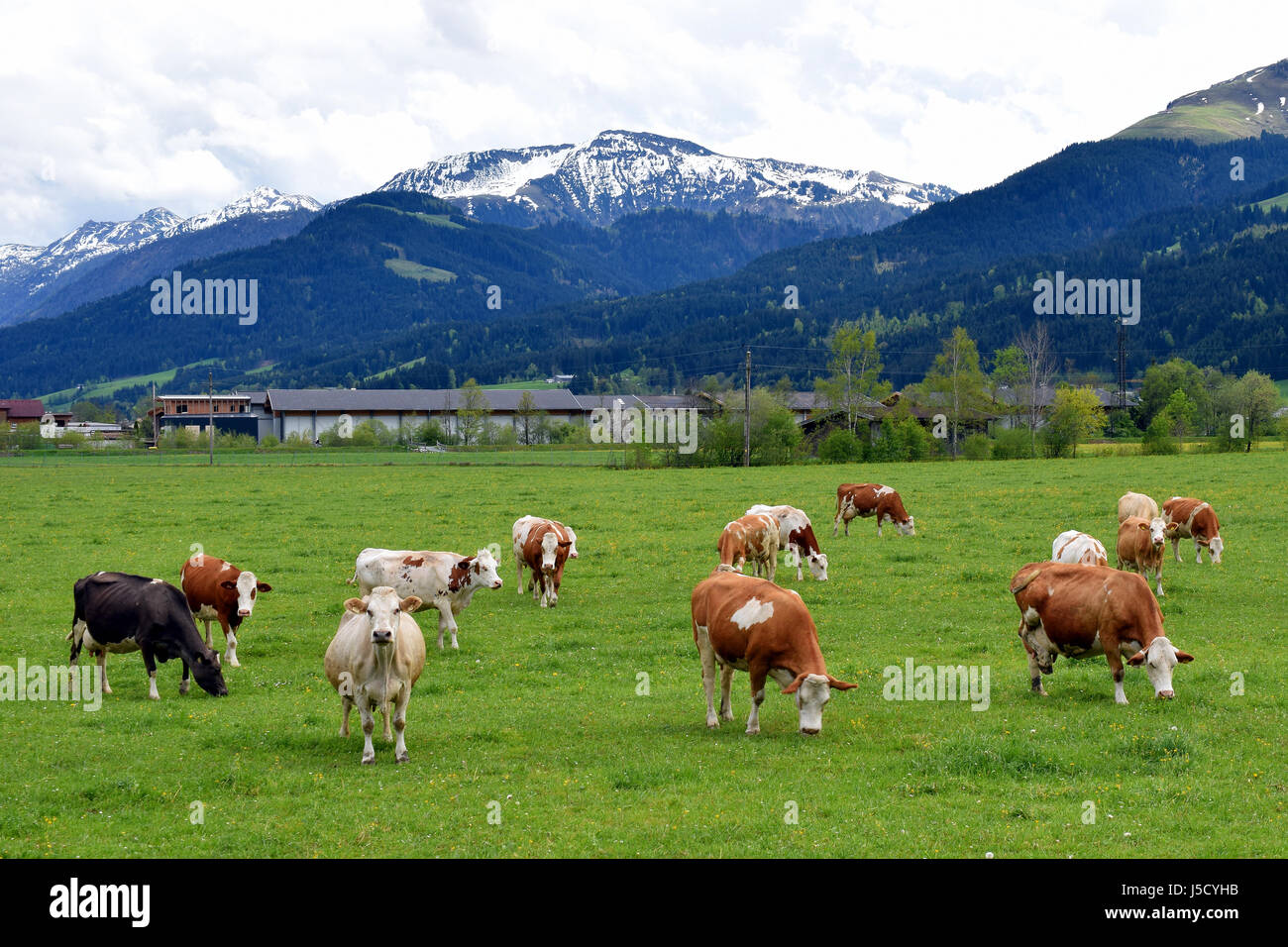 Austrian farming hi-res stock photography and images - Alamy