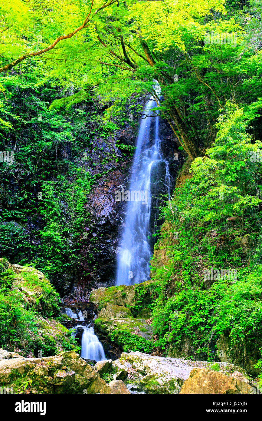Hinohara forest hi-res stock photography and images - Alamy