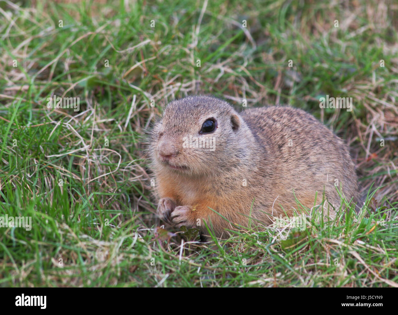 animal rodent skin small tiny little short put sitting sit meadow grass ...