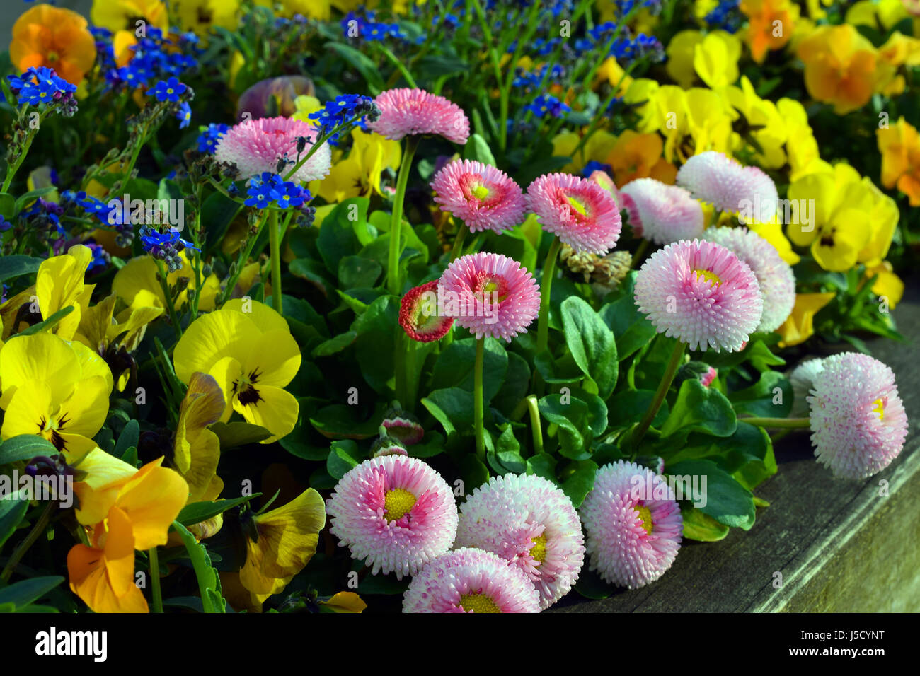 Colorful spring flowers blooming Stock Photo - Alamy