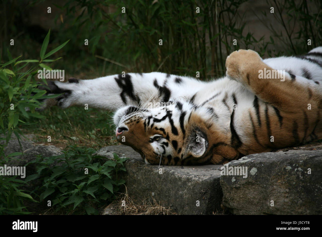 beautiful beauteously nice mammal big cat feline predator cat tiger ...
