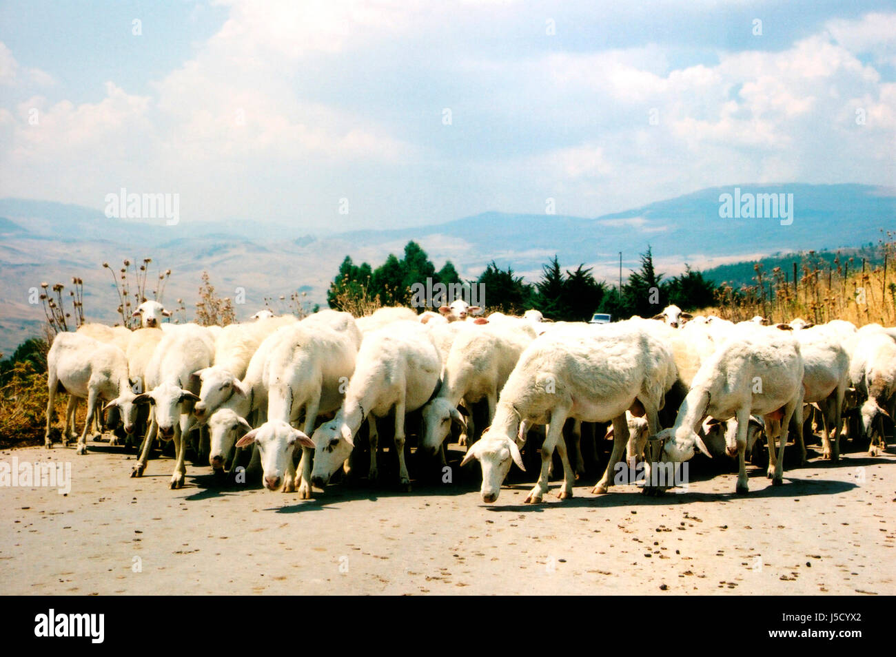 tree mountains shrub herd flock of sheep sheep (pl.) anxious afraid ...