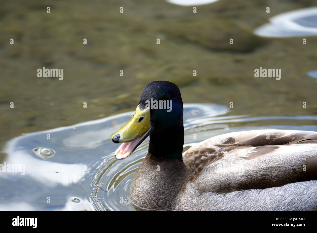 Male mallard duck (Anas platyrhynchos) swimming with open beak Stock ...