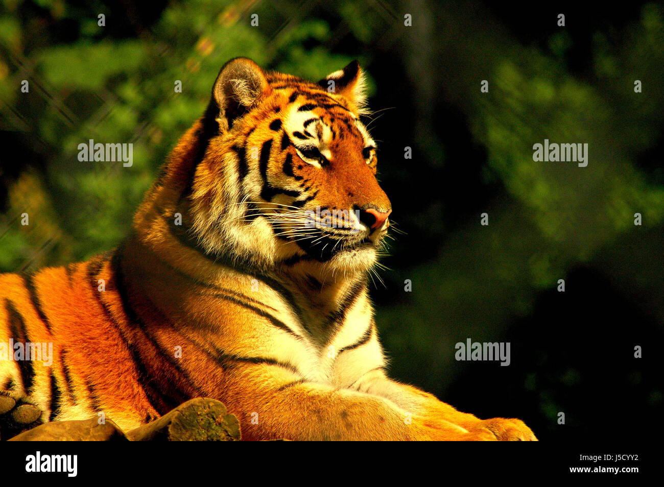 big large enormous extreme powerful imposing immense relevant animal ...