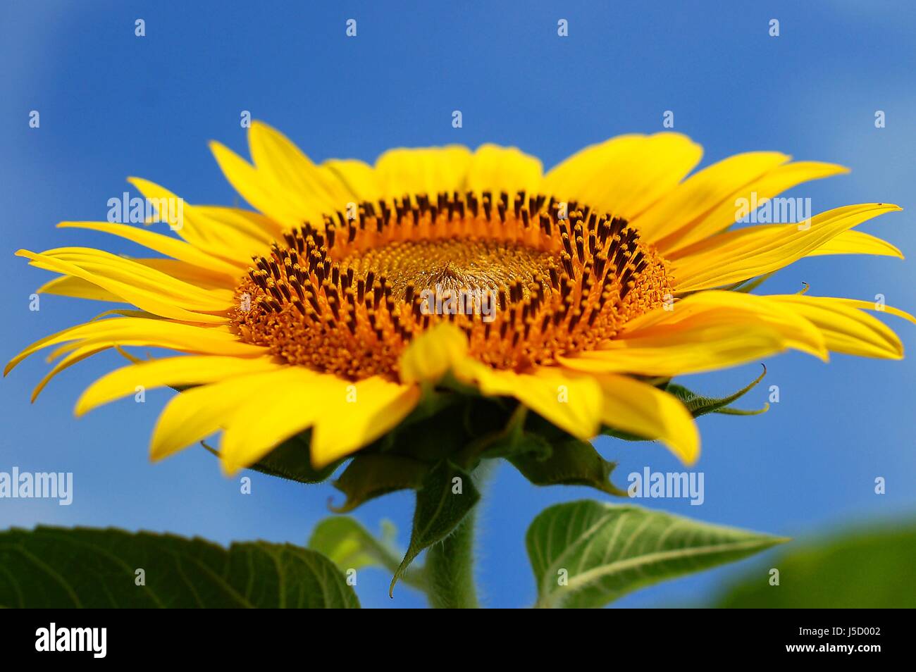 summer summerly flower sunflower plant stalk hand firmament sky yellow ...