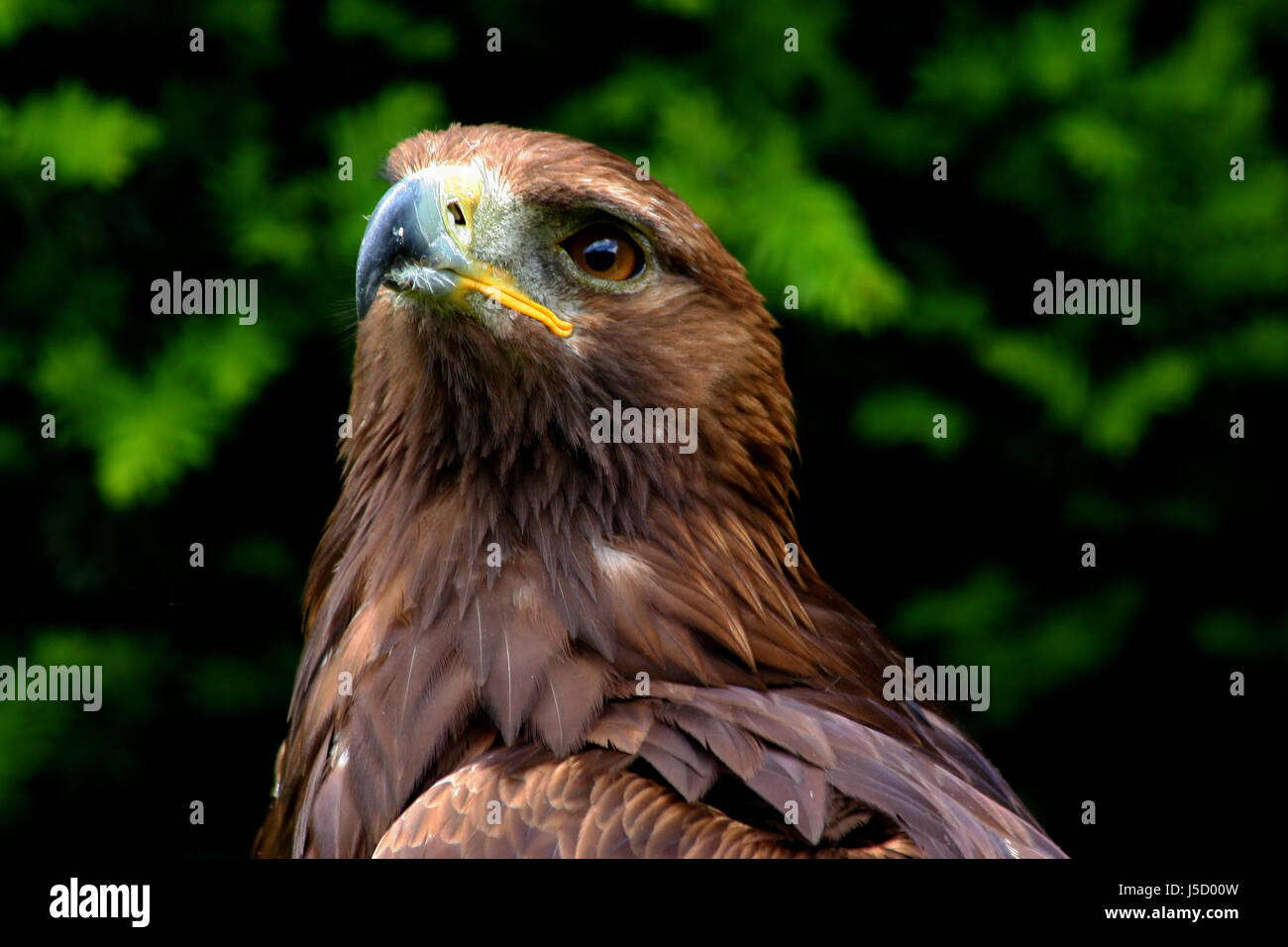 animal bird animals birds raptor eagle golden eagle majestic nature ...