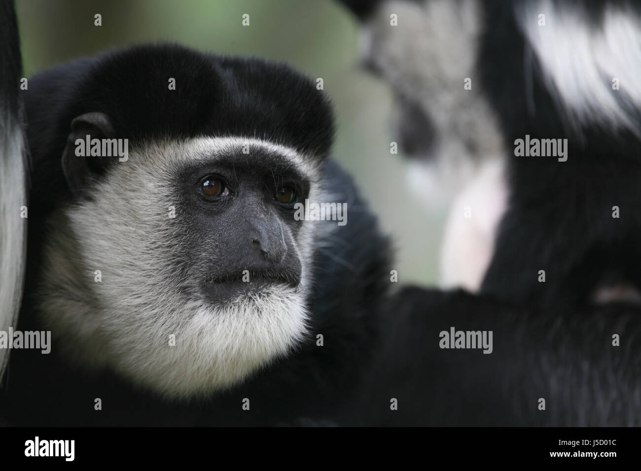 animal africa monkey black swarthy jetblack deep black blank european ...