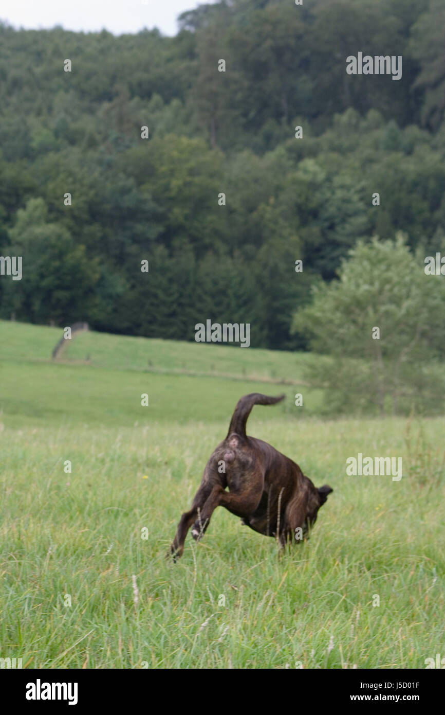 a dog goes his way Stock Photo - Alamy