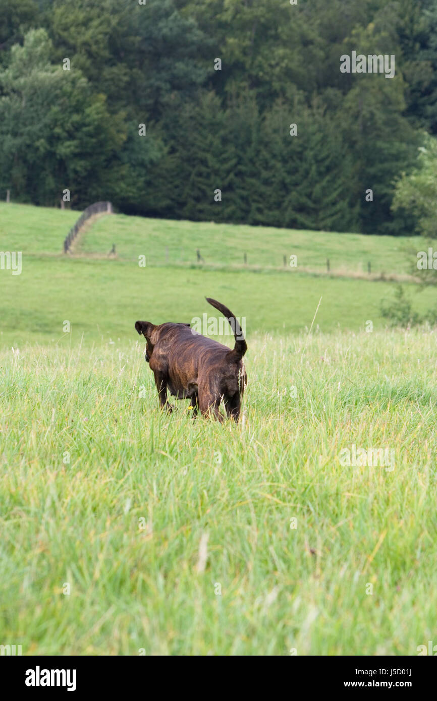 a dog goes his way Stock Photo - Alamy