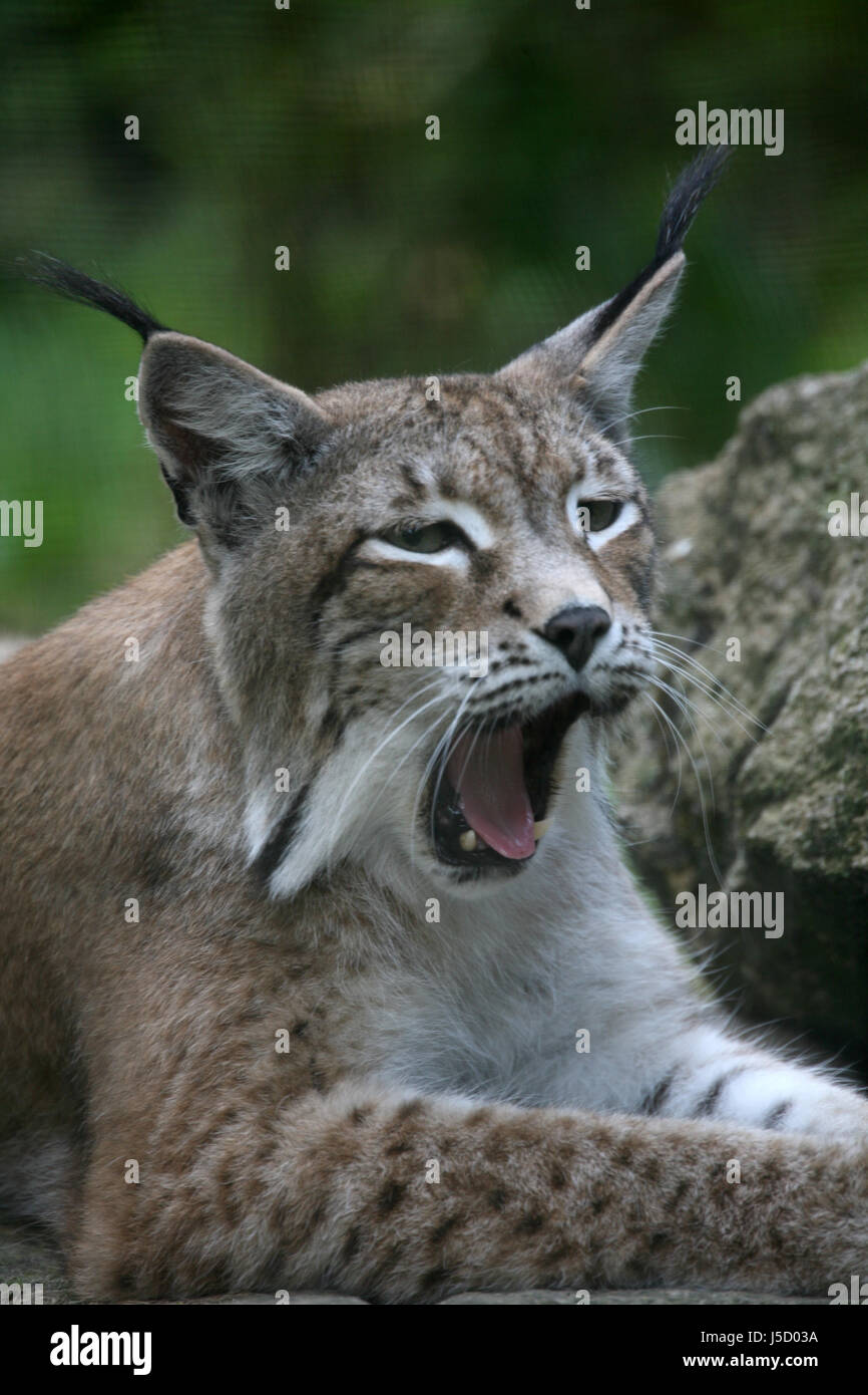 animal mammal big cat feline predator predator cat lynx pussycat ...