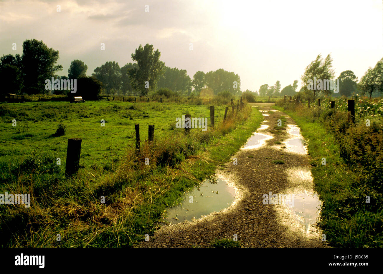 blue relaxation tree trees green mirroring evening tendency counter ...