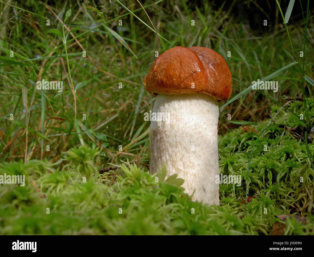moss mushroom fungus rotkappe speisepilz ebar rhrling leccinum waldpilz ...
