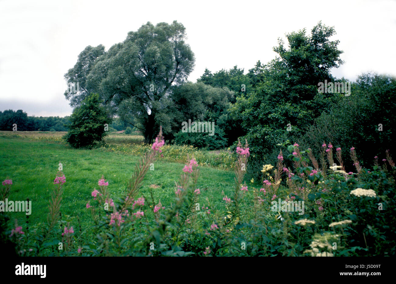 relaxation tree trees plant green agriculture farming bushes shrub ...