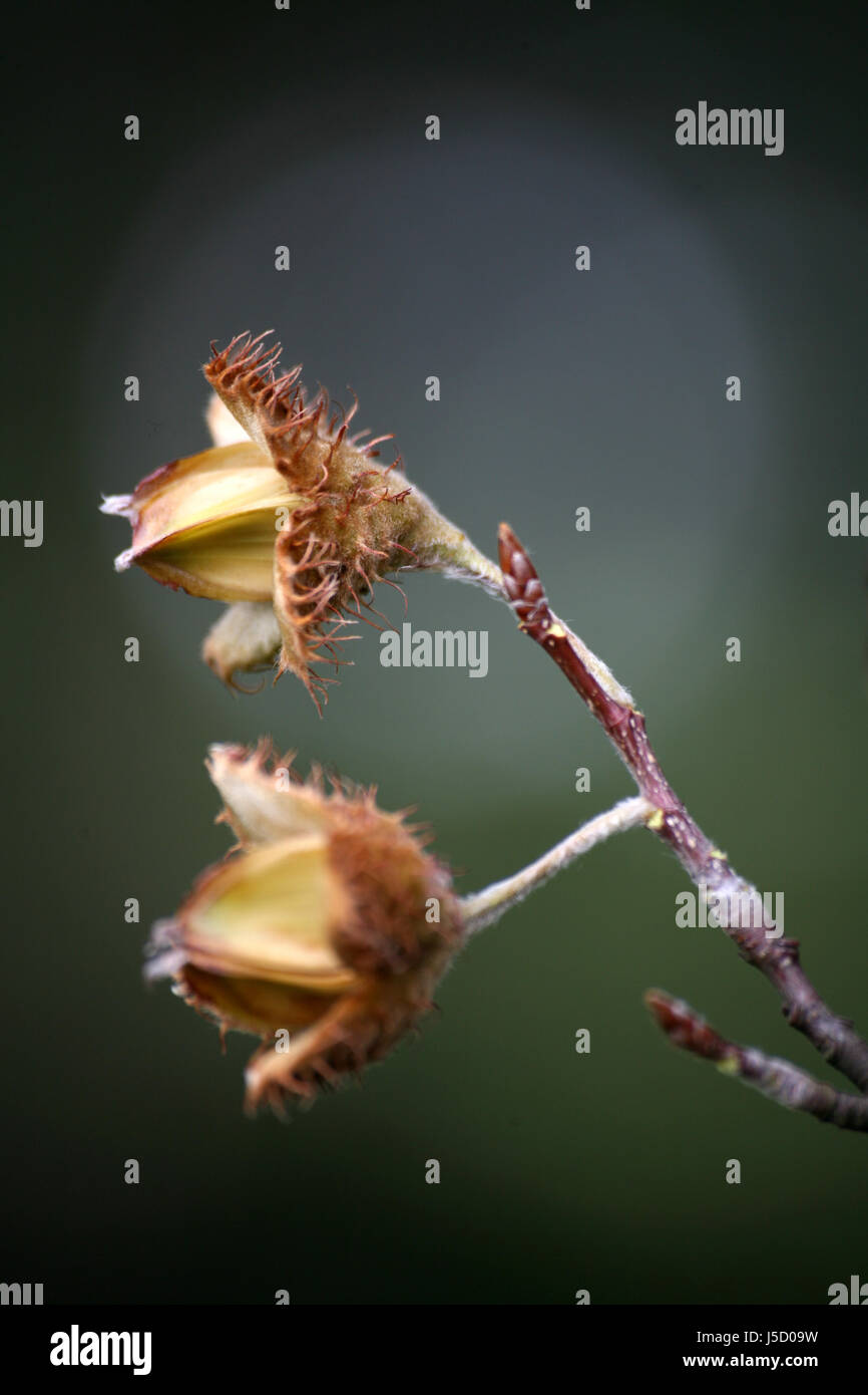 tree deciduous tree progenies fruits branch bud nuts beech triangular ...