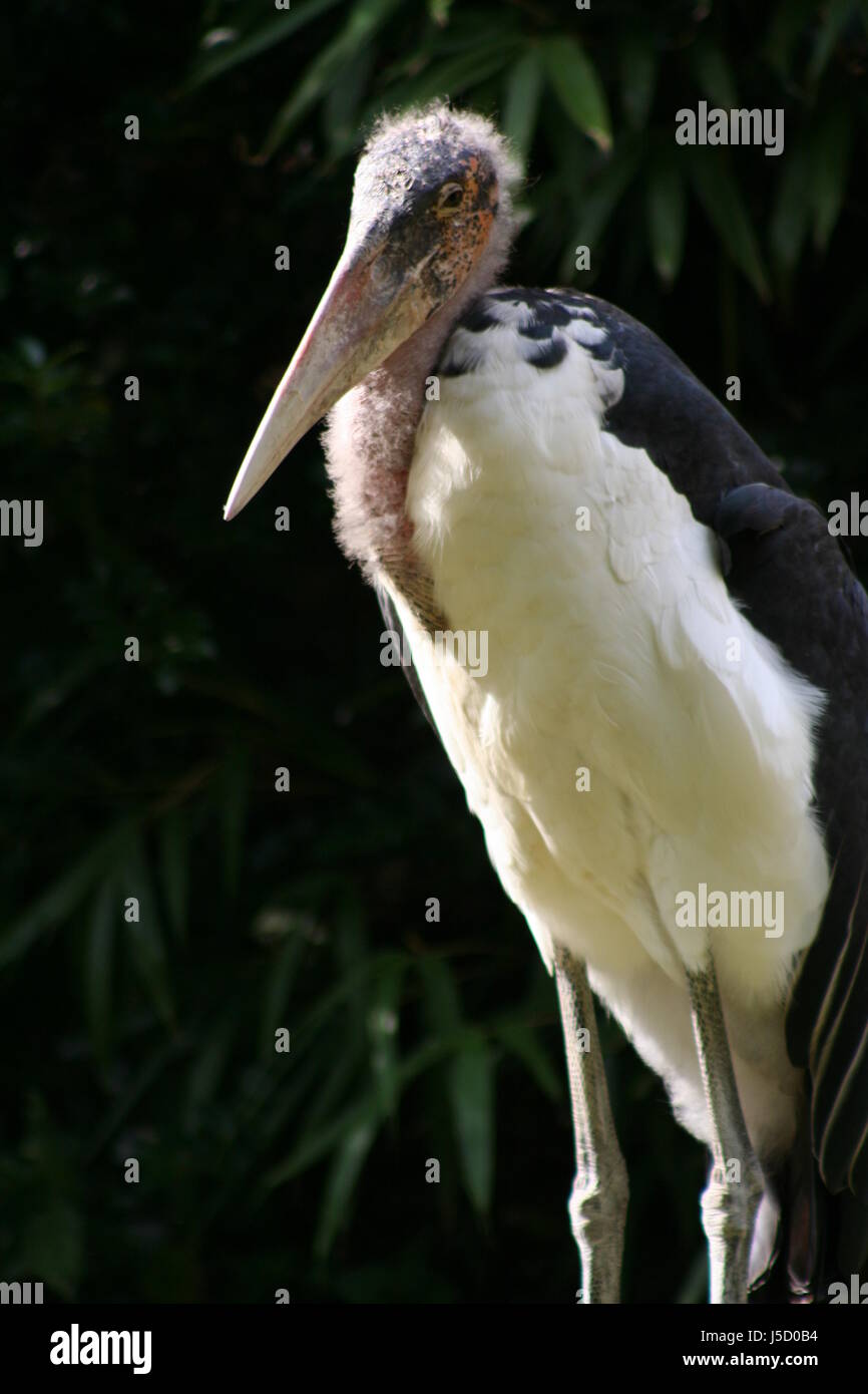bird birds feathers beak scavenger feathering ugly striking beaks ...