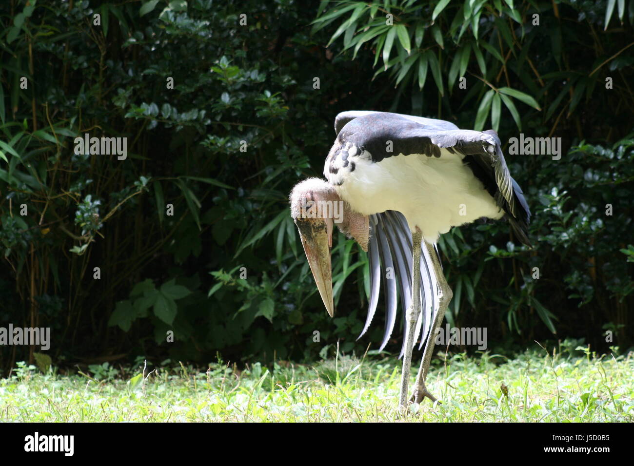 Gro grovogel hi-res stock photography and images - Alamy