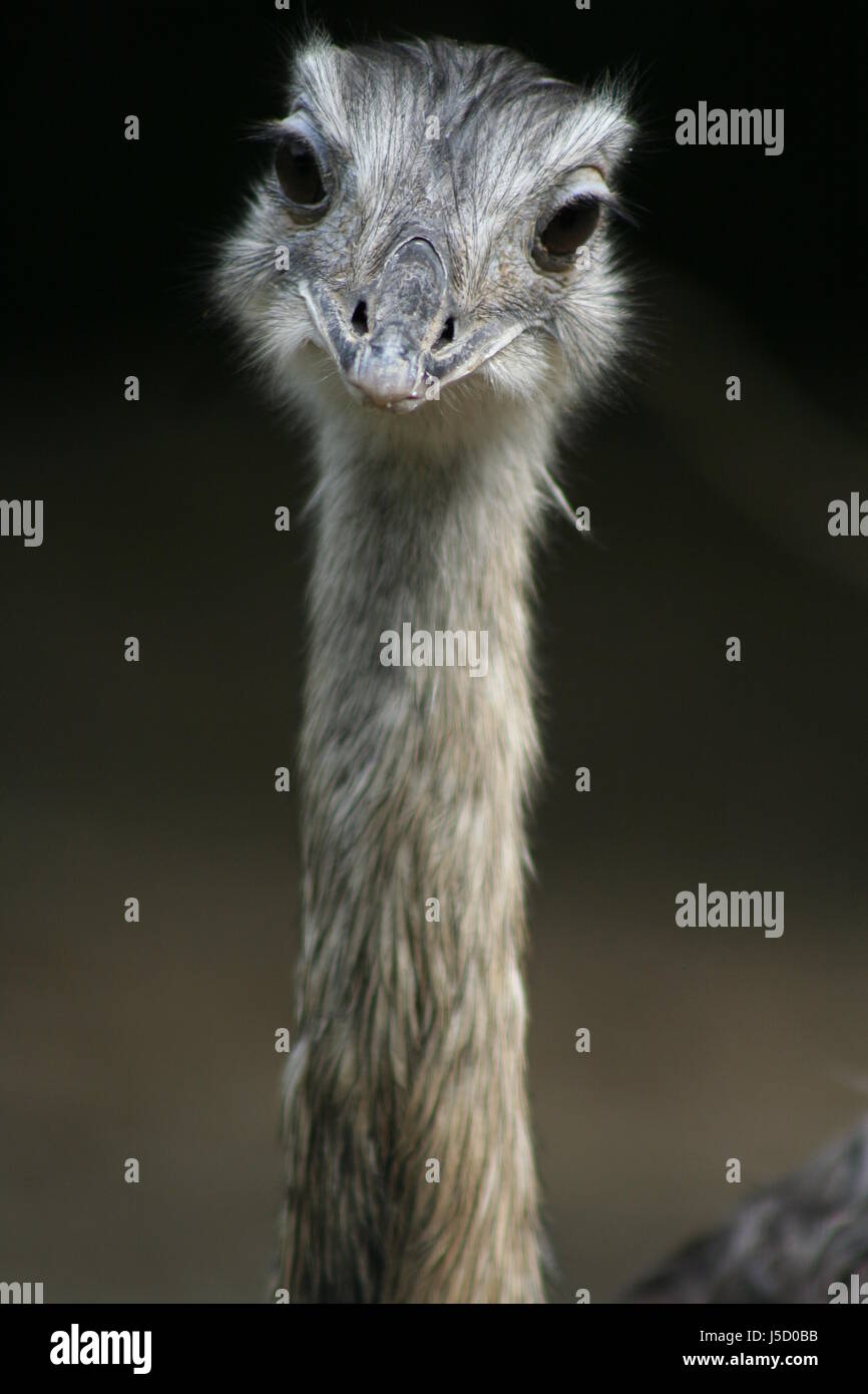 Long necked birds hi-res stock photography and images - Alamy