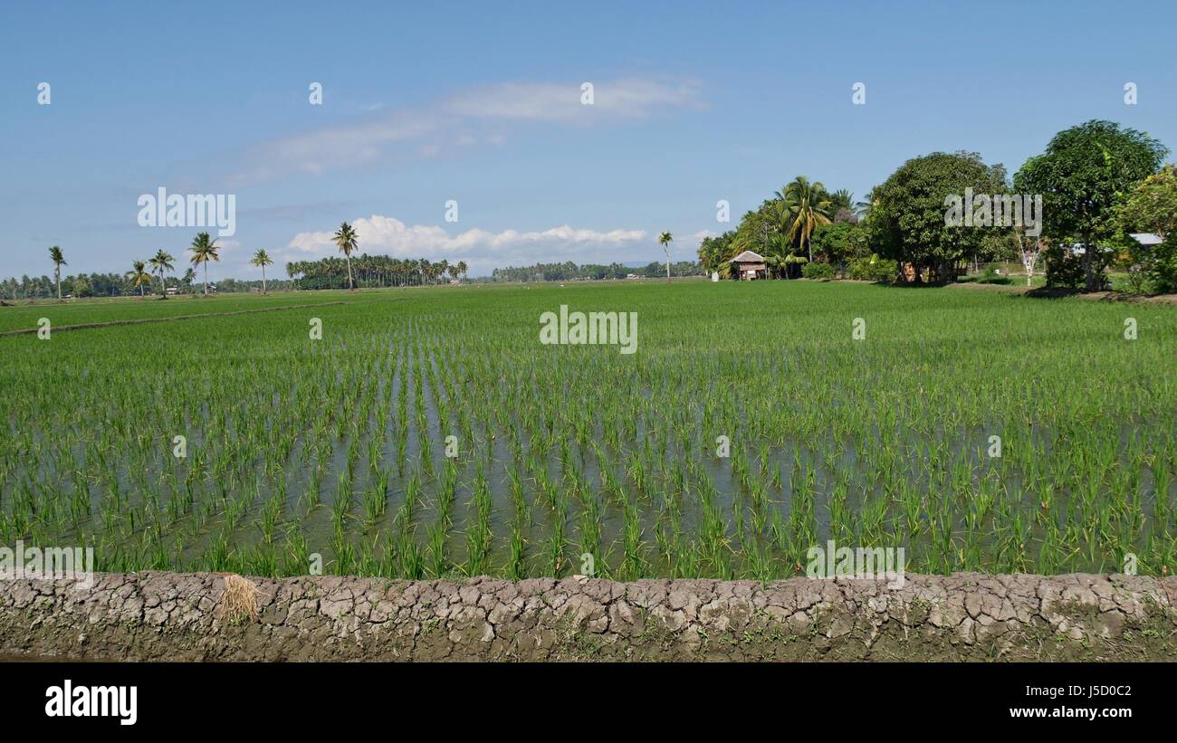 Rice fields, Davao Oriental, Philippines Stock Photo - Alamy