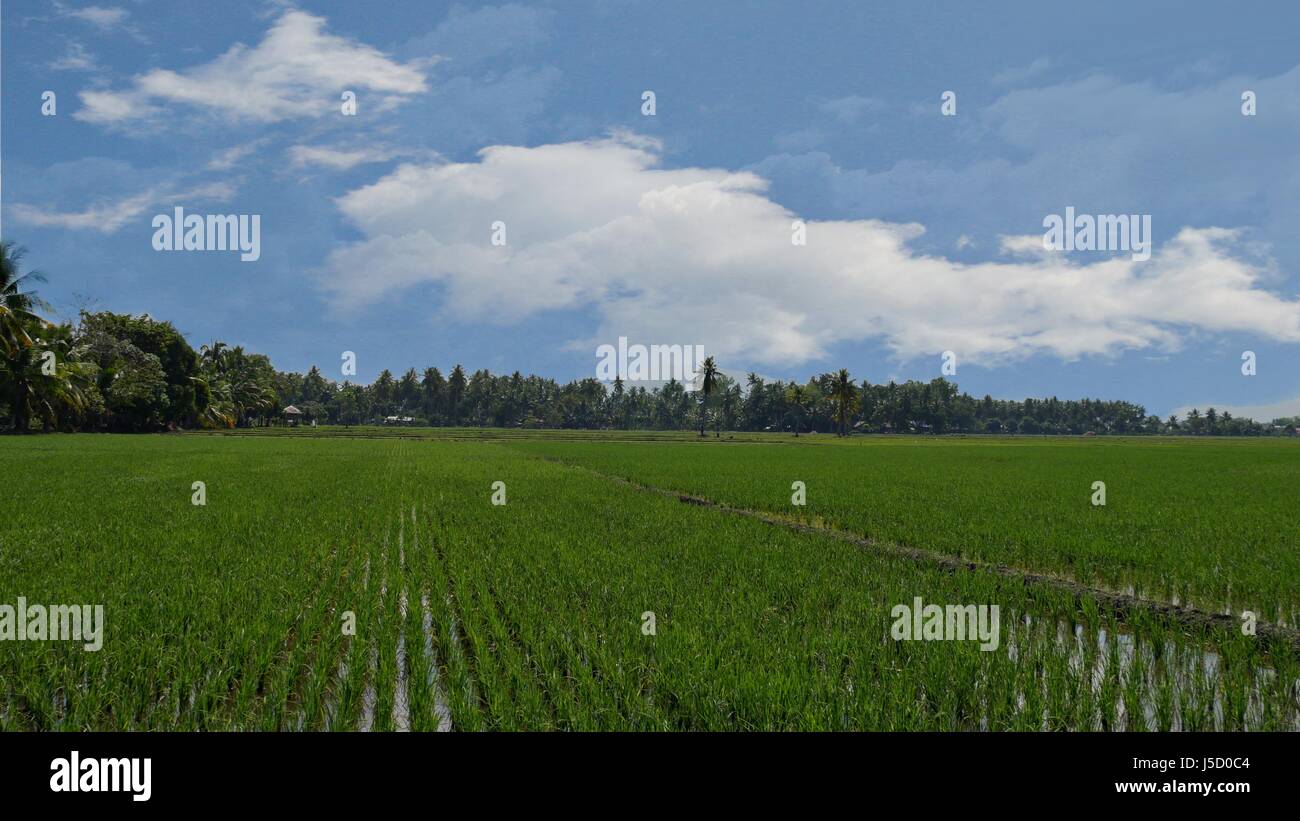 Rice paddies, Banay-banay, Davao Oriental, Philippines Stock Photo - Alamy