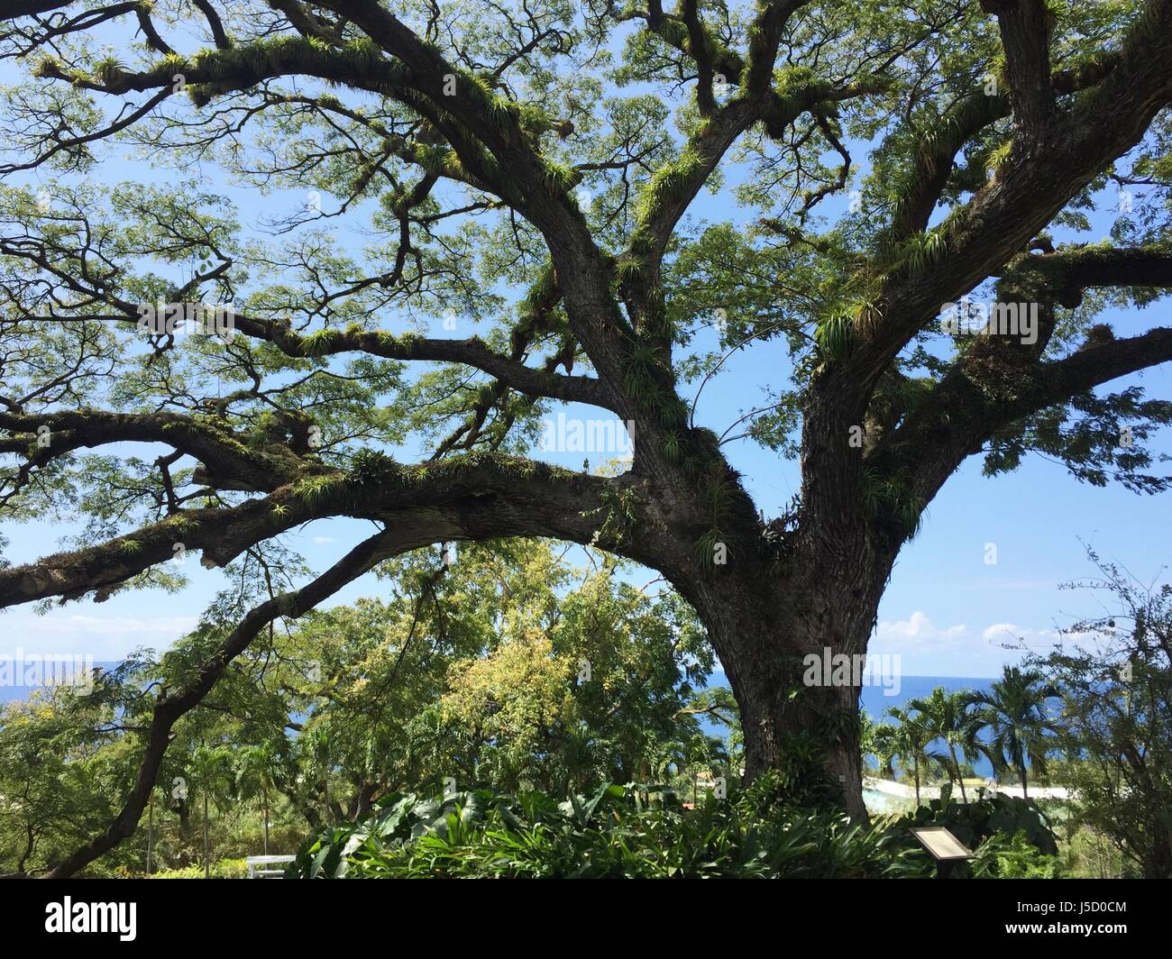 400 year old oak tree hi-res stock photography and images - Alamy