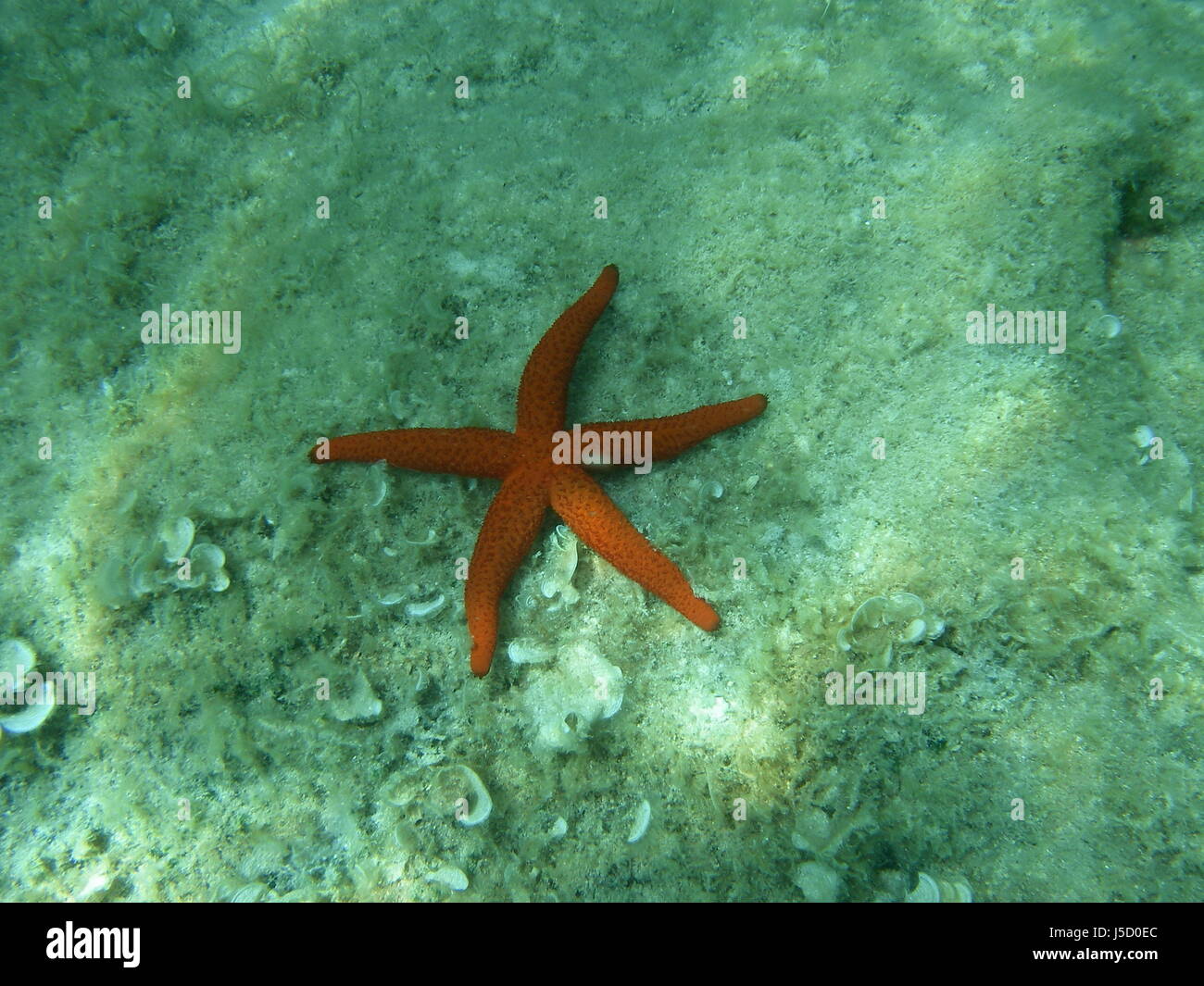 starfish,and he is still alive Stock Photo - Alamy
